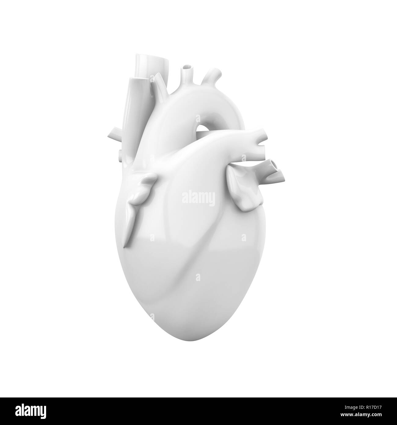 White blank heart, anatomical model isolated on white background. 3D ...