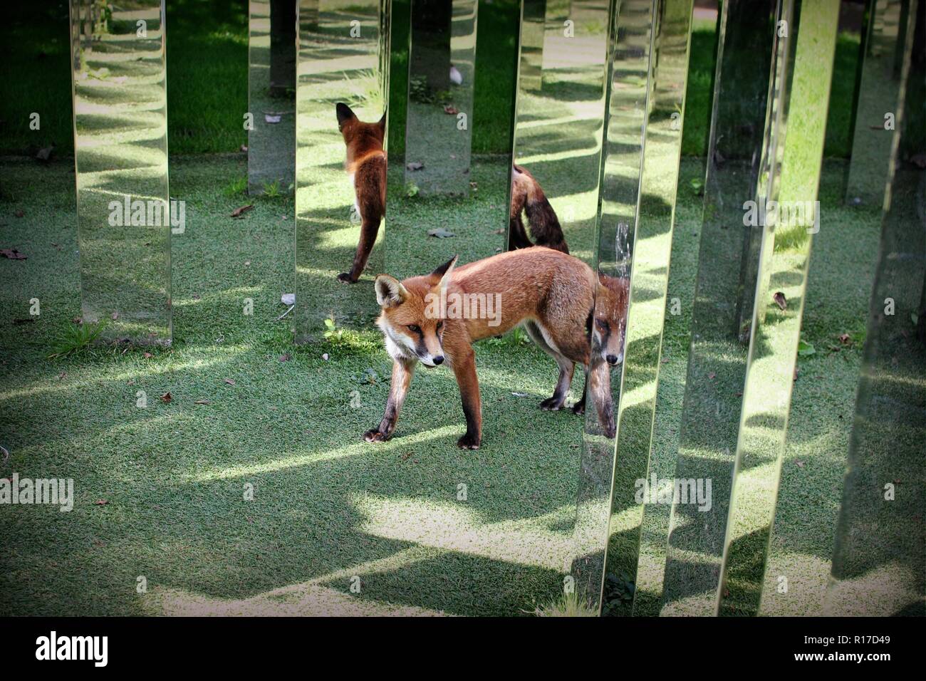 urban fox and mirrors Stock Photo - Alamy
