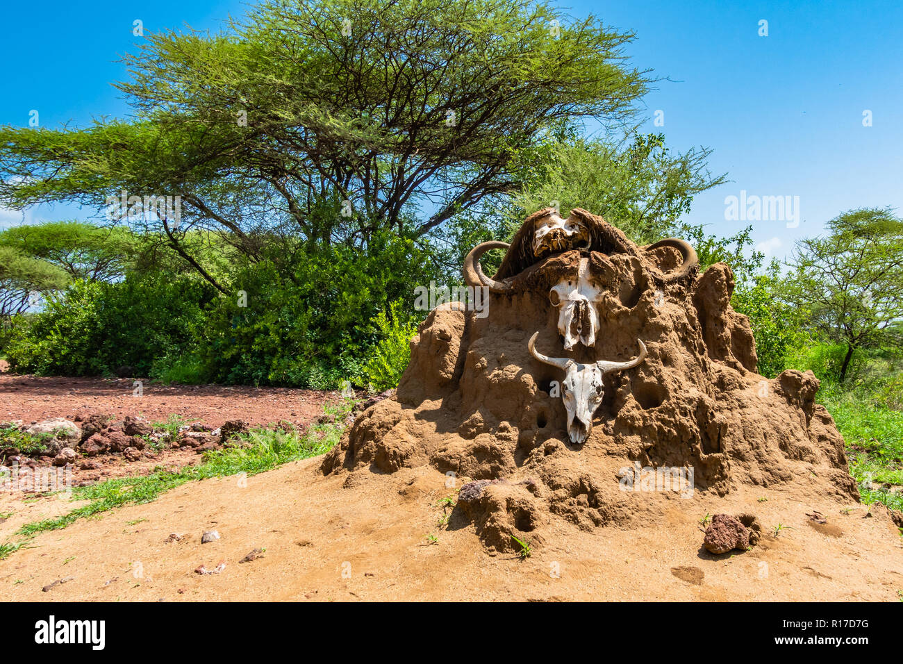 Termites mound hi-res stock photography and images - Alamy
