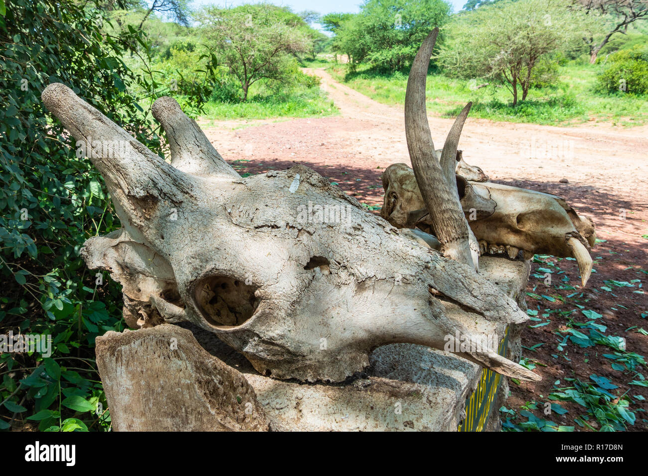 Giraffe skeleton hi-res stock photography and images - Alamy