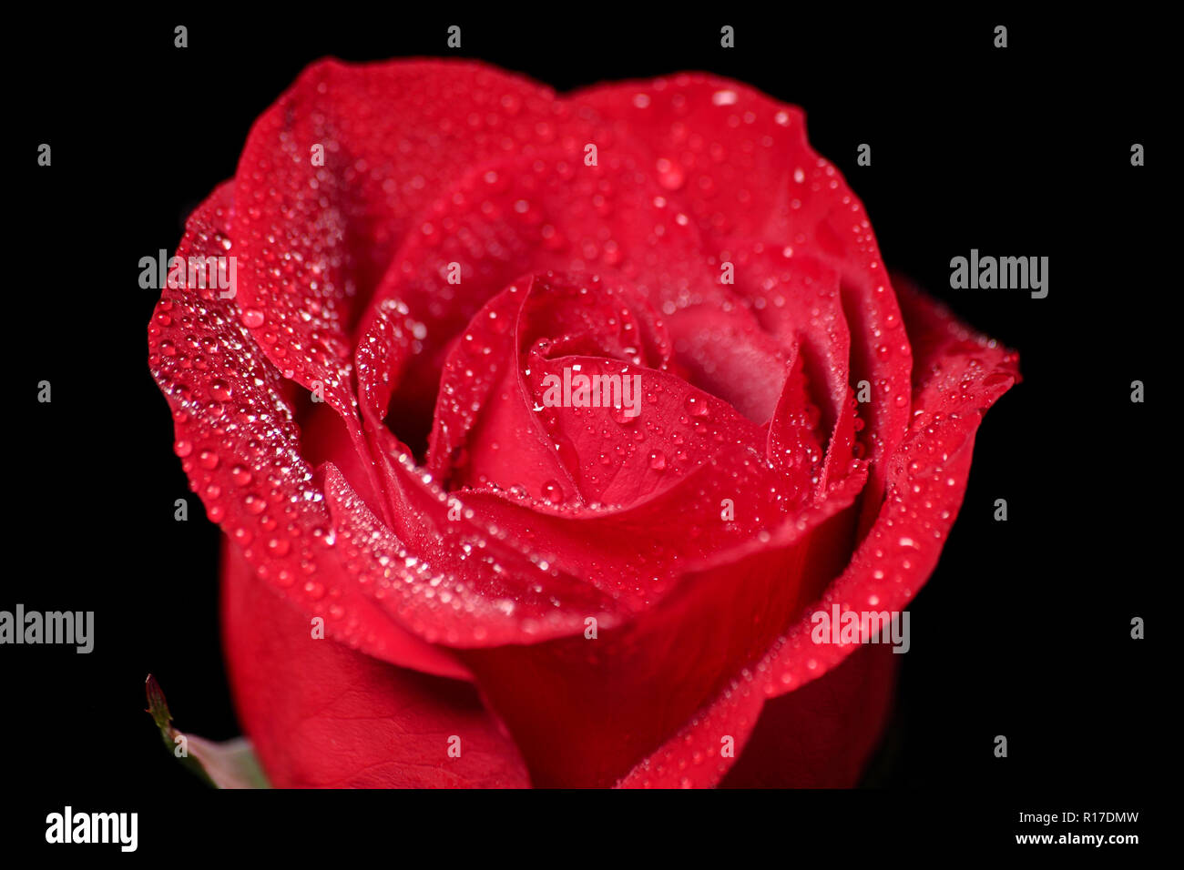 A closeup of a single red rose with water drops on the petals Stock ...