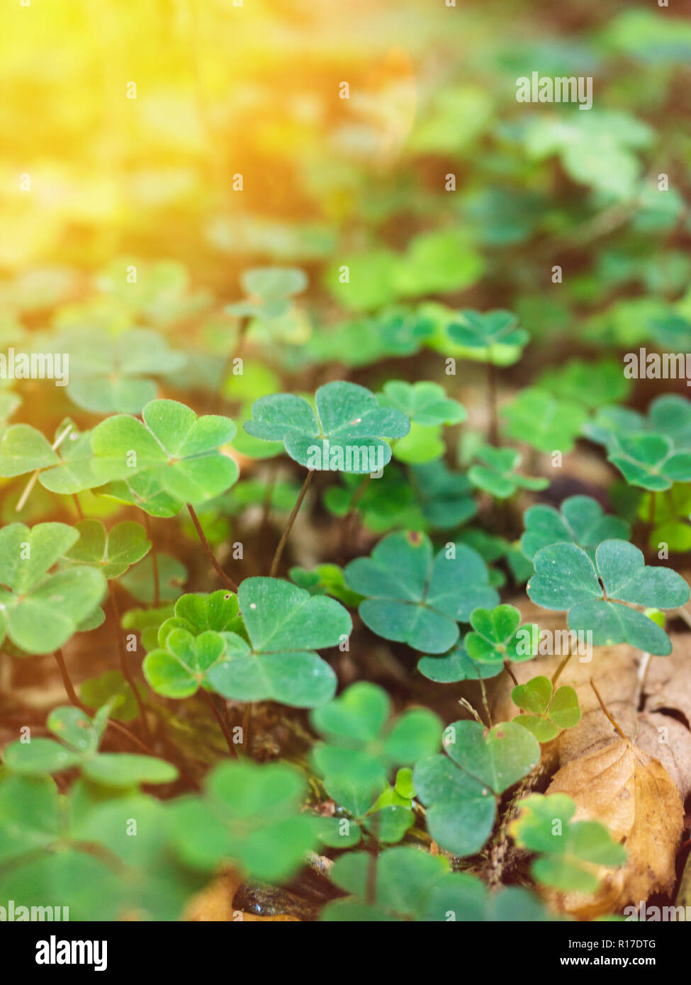 close-up shot of clover growing in the woods, with moss beneath it ...