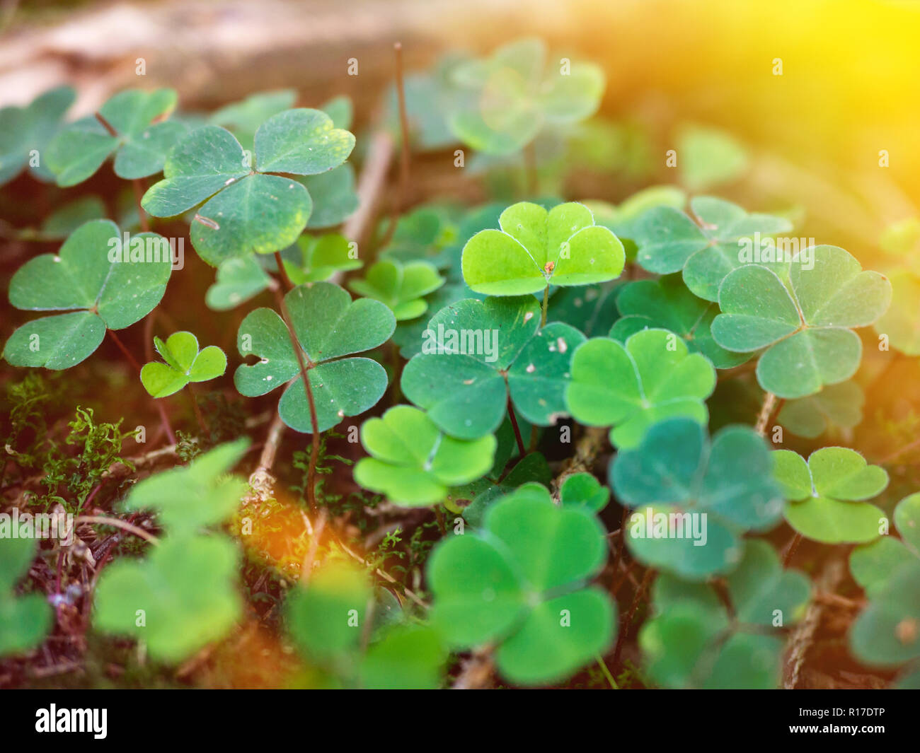 Growing shamrock hi-res stock photography and images - Alamy