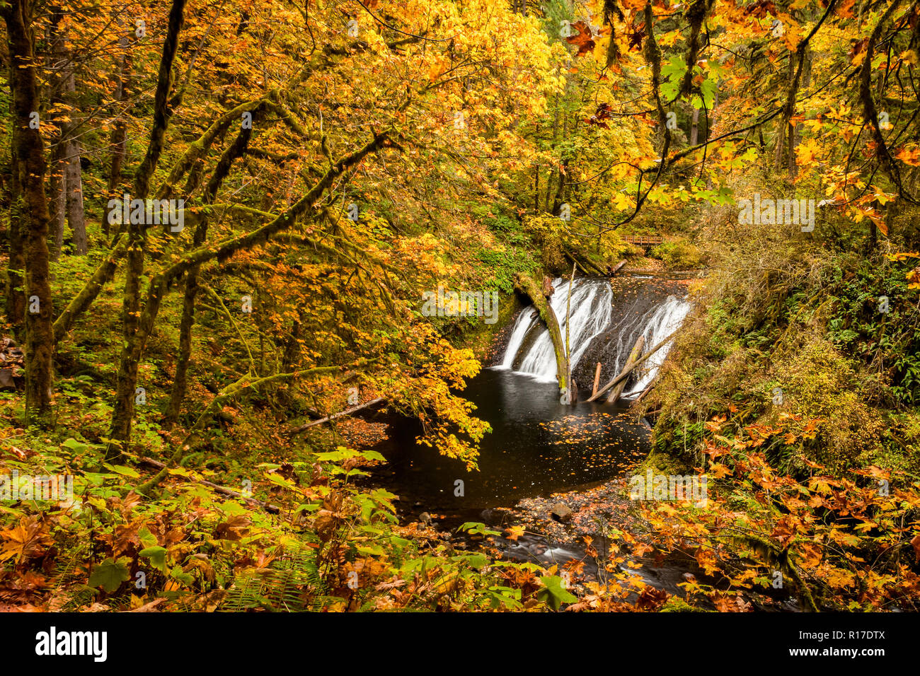 Lower North Falls flowing in autumn in Silver Falls State Park, Oregon ...