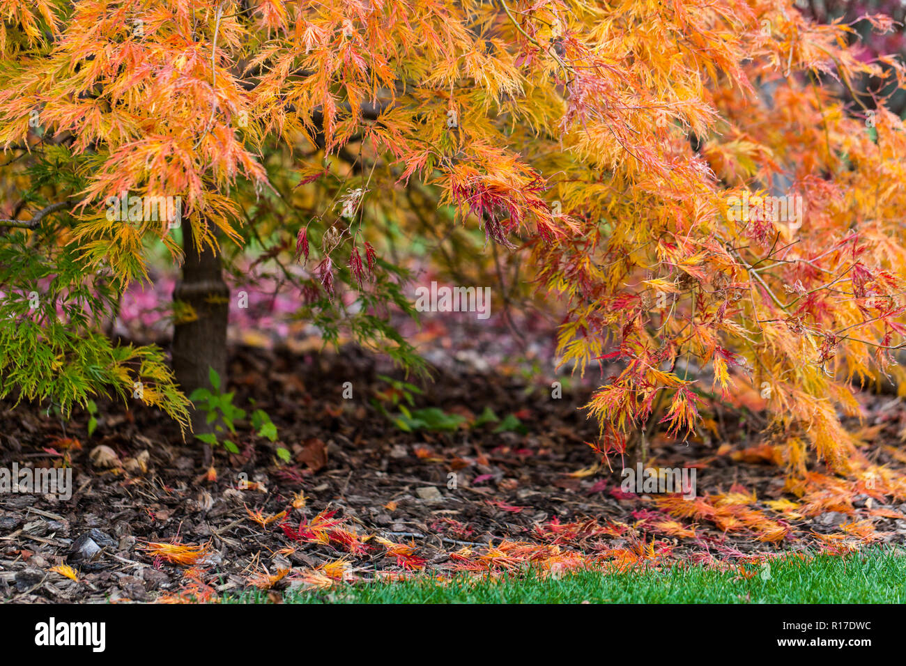 Autumn Japanese lace leaf maple tree view of lower branches and ...