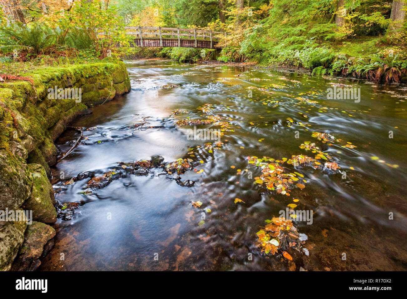 Autumn leaves in South Fork Silver Creek and wooden bridge in ...