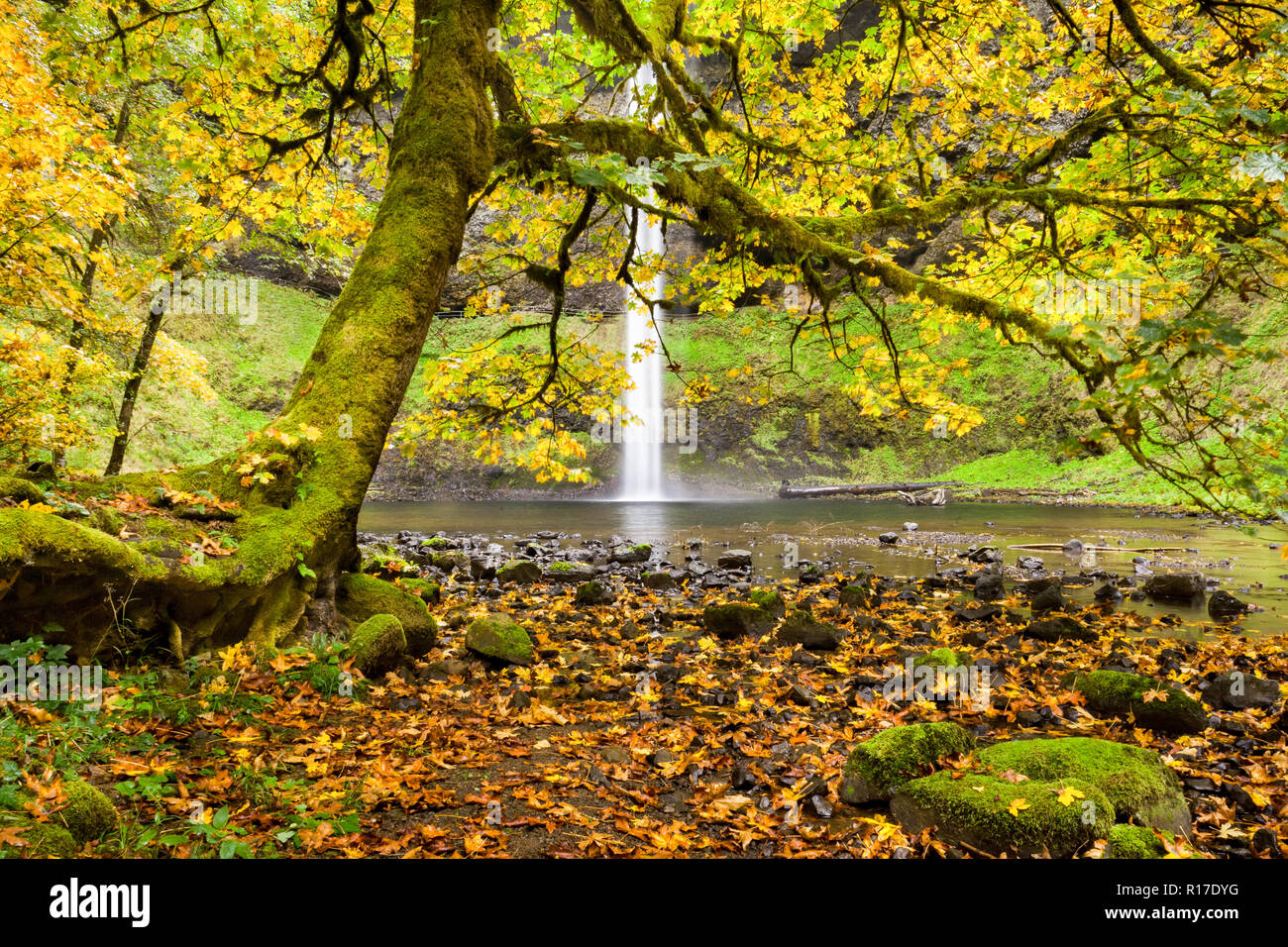 View of South Falls through a moss covered tree and autumn leaves on ...