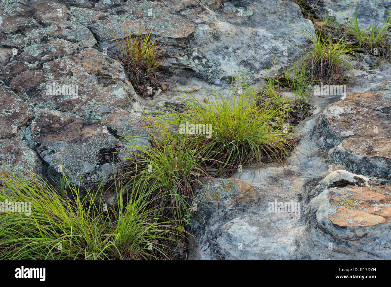 Marginal natural patterns hi-res stock photography and images - Alamy