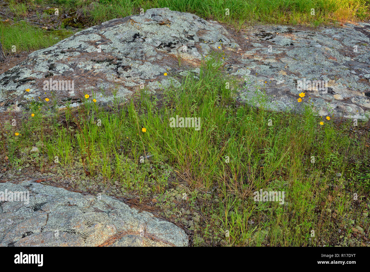 House of the turtle hi-res stock photography and images - Alamy