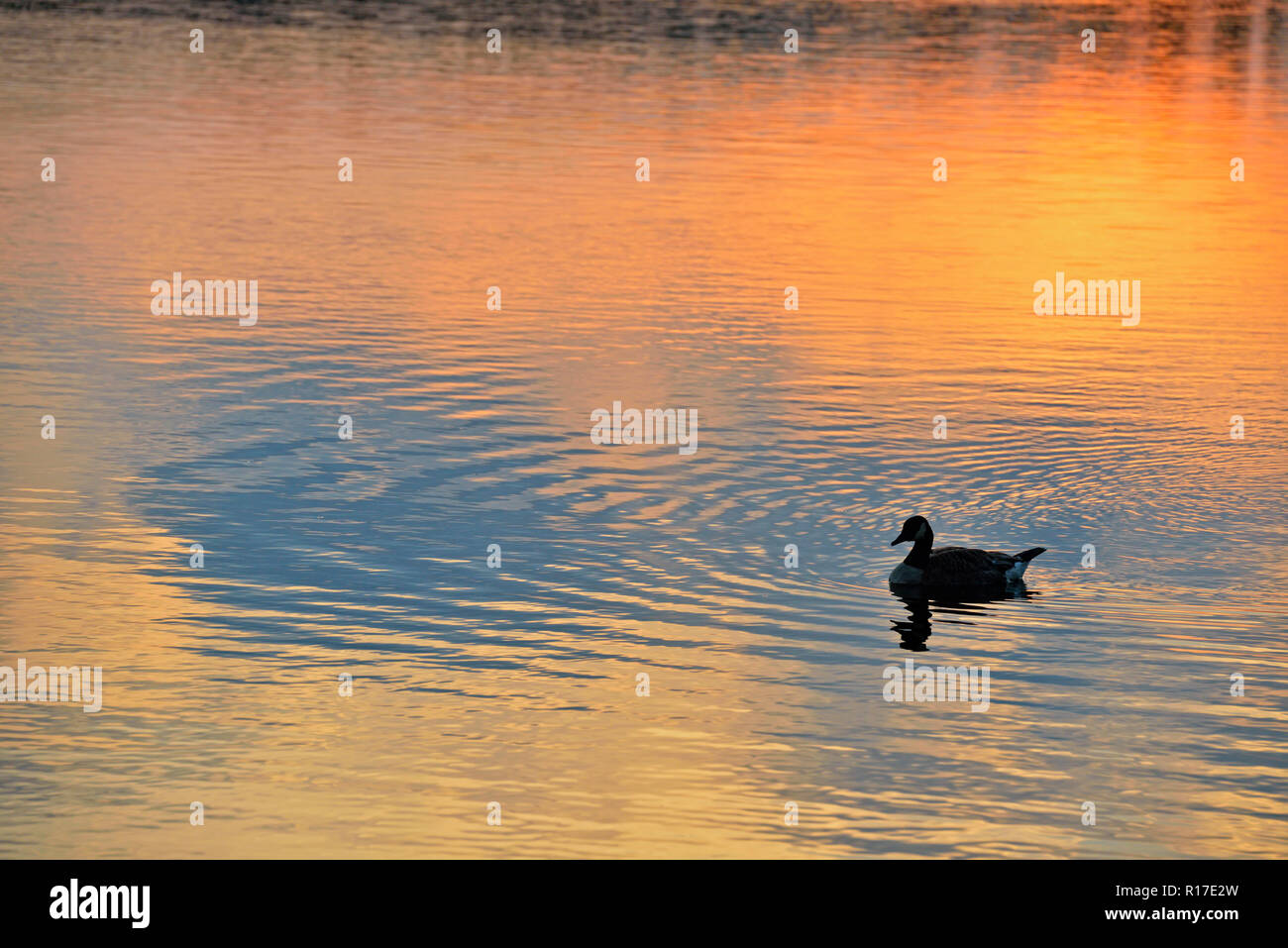Loafing bird hi-res stock photography and images - Alamy