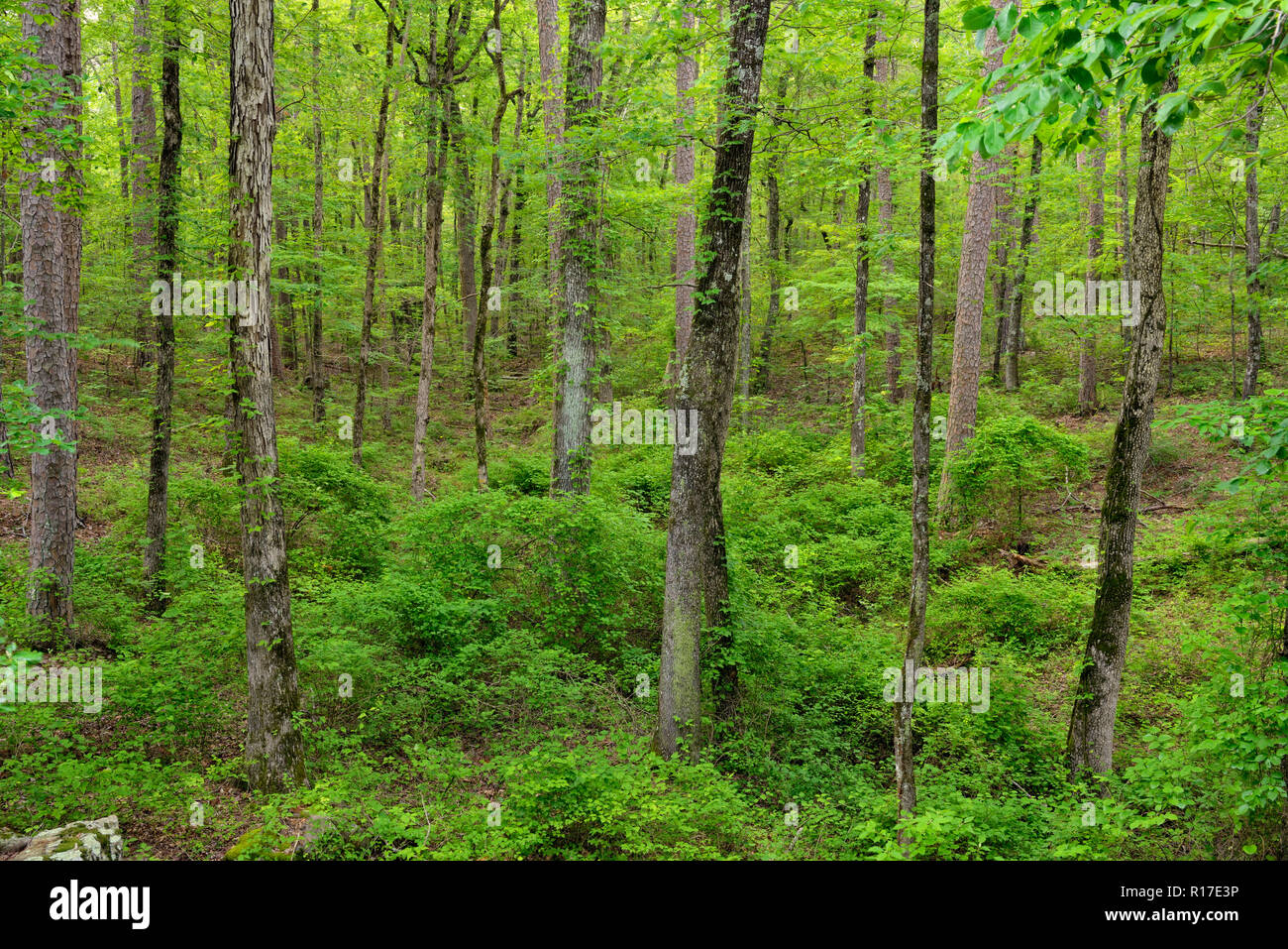North american forest summer hi-res stock photography and images - Alamy