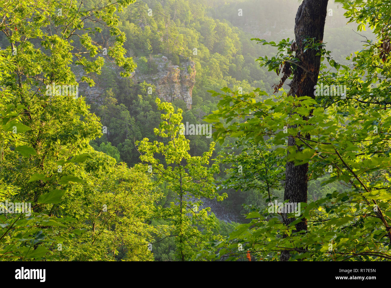 Deciduous forest on the Bear Cave Trail, Petit Jean State Park ...