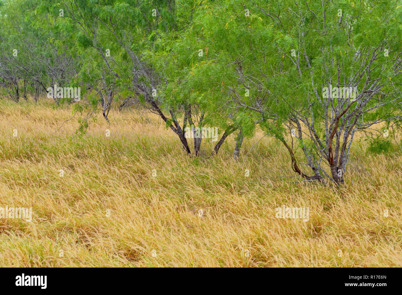 Texas native shrub hi-res stock photography and images - Alamy