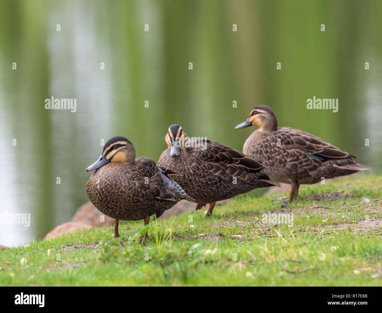 Duck Beak High Resolution Stock Photography and Images - Alamy