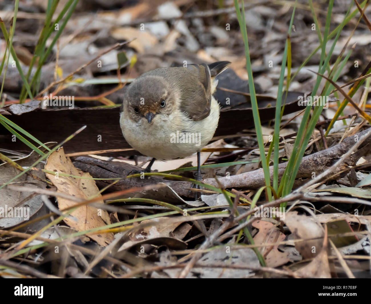 Reguloides hi-res stock photography and images - Alamy