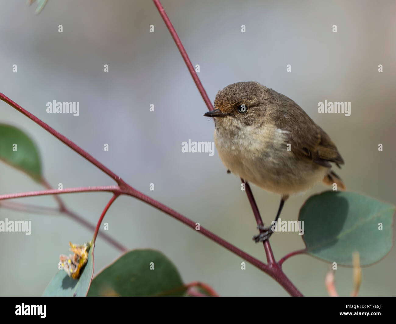 Reguloides hi-res stock photography and images - Alamy