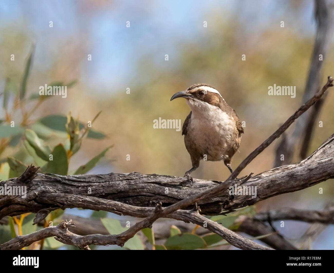 Long curved beak hi-res stock photography and images - Alamy