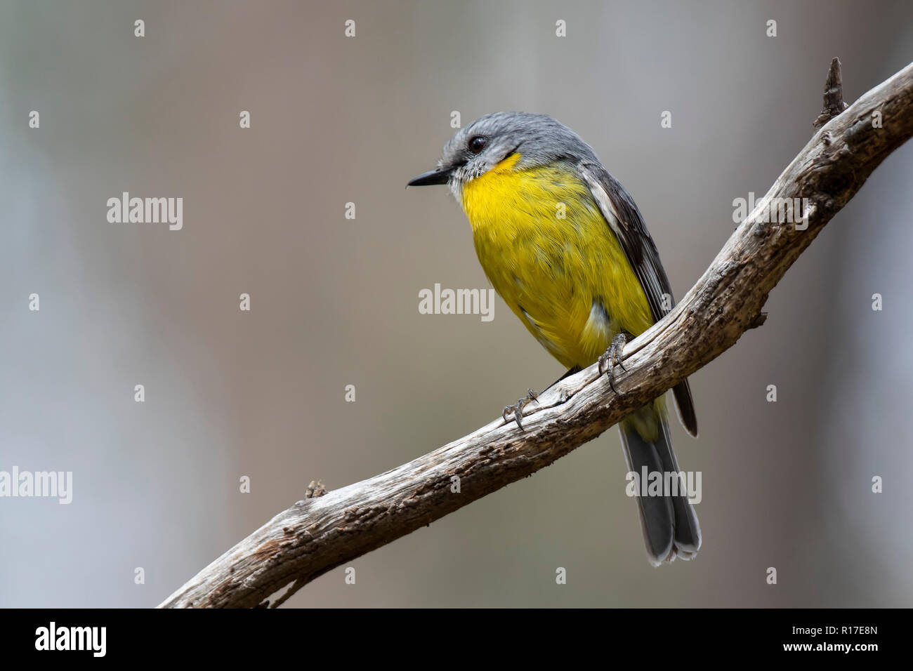 Eastern yellow robin eopsaltria australis hi-res stock photography and ...