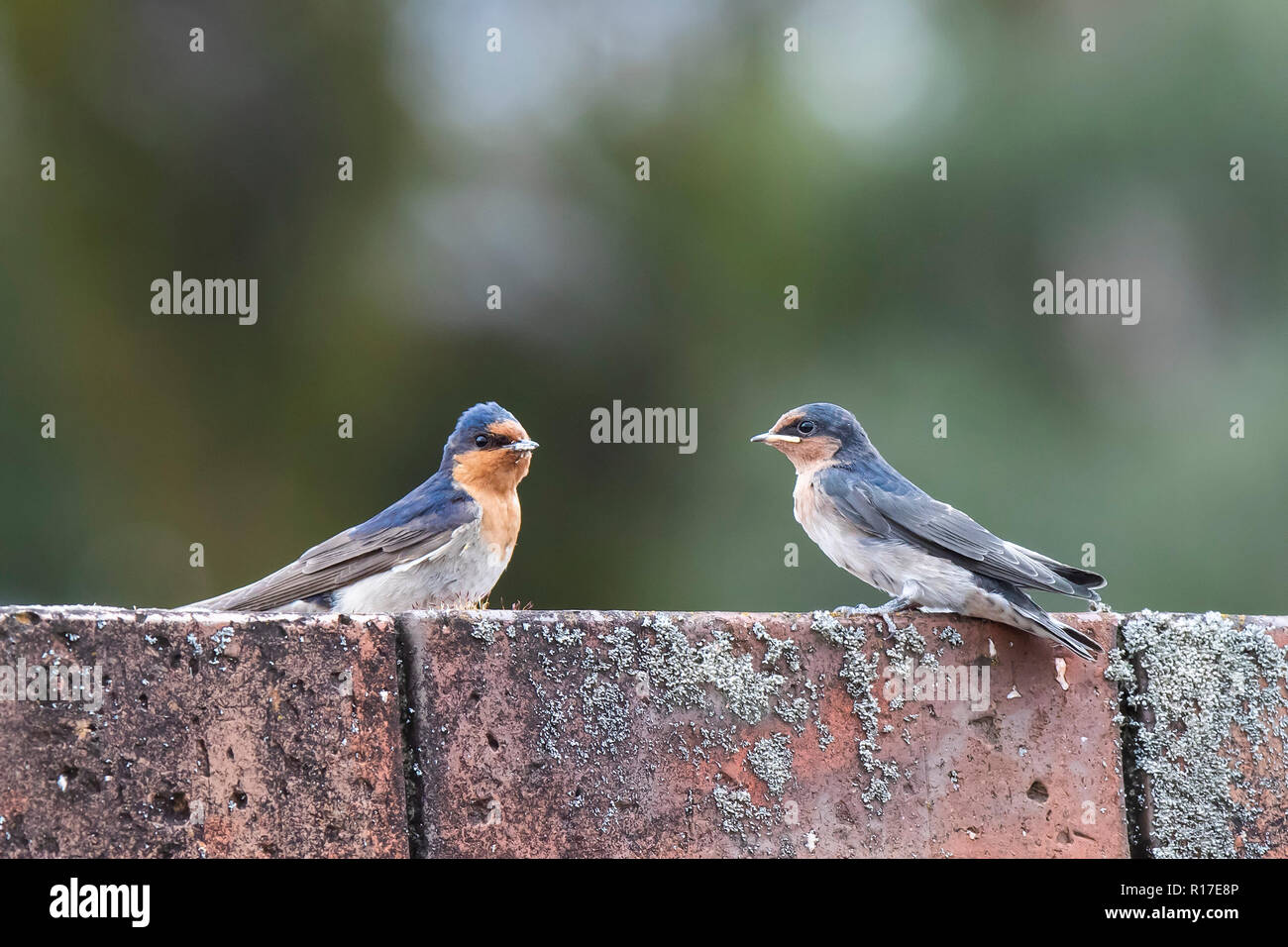 Juvenile welcome swallow hi-res stock photography and images - Alamy