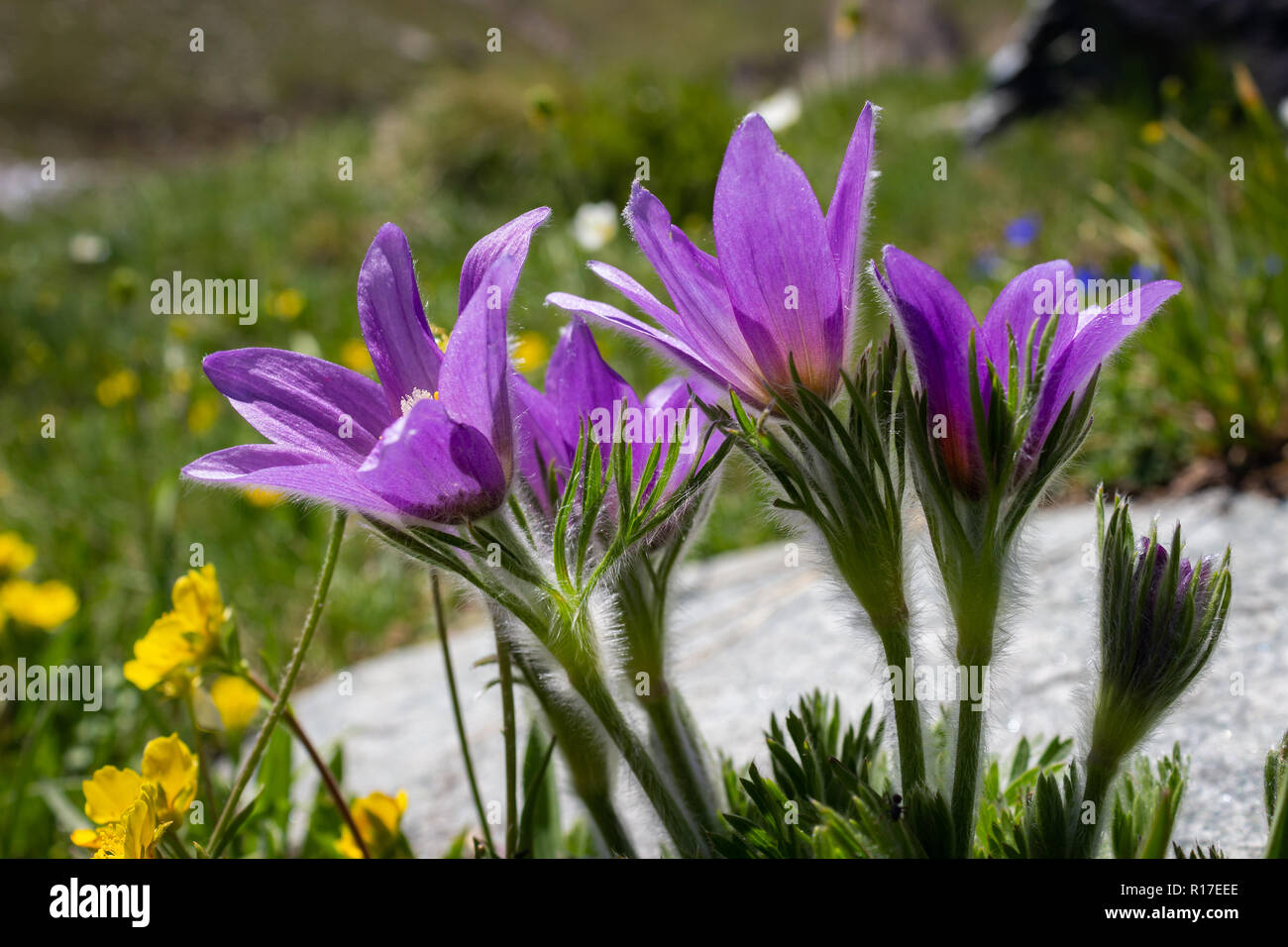 Alpine flower Pulsatilla Halleri in backlit. Aosta valley, Italy Stock ...