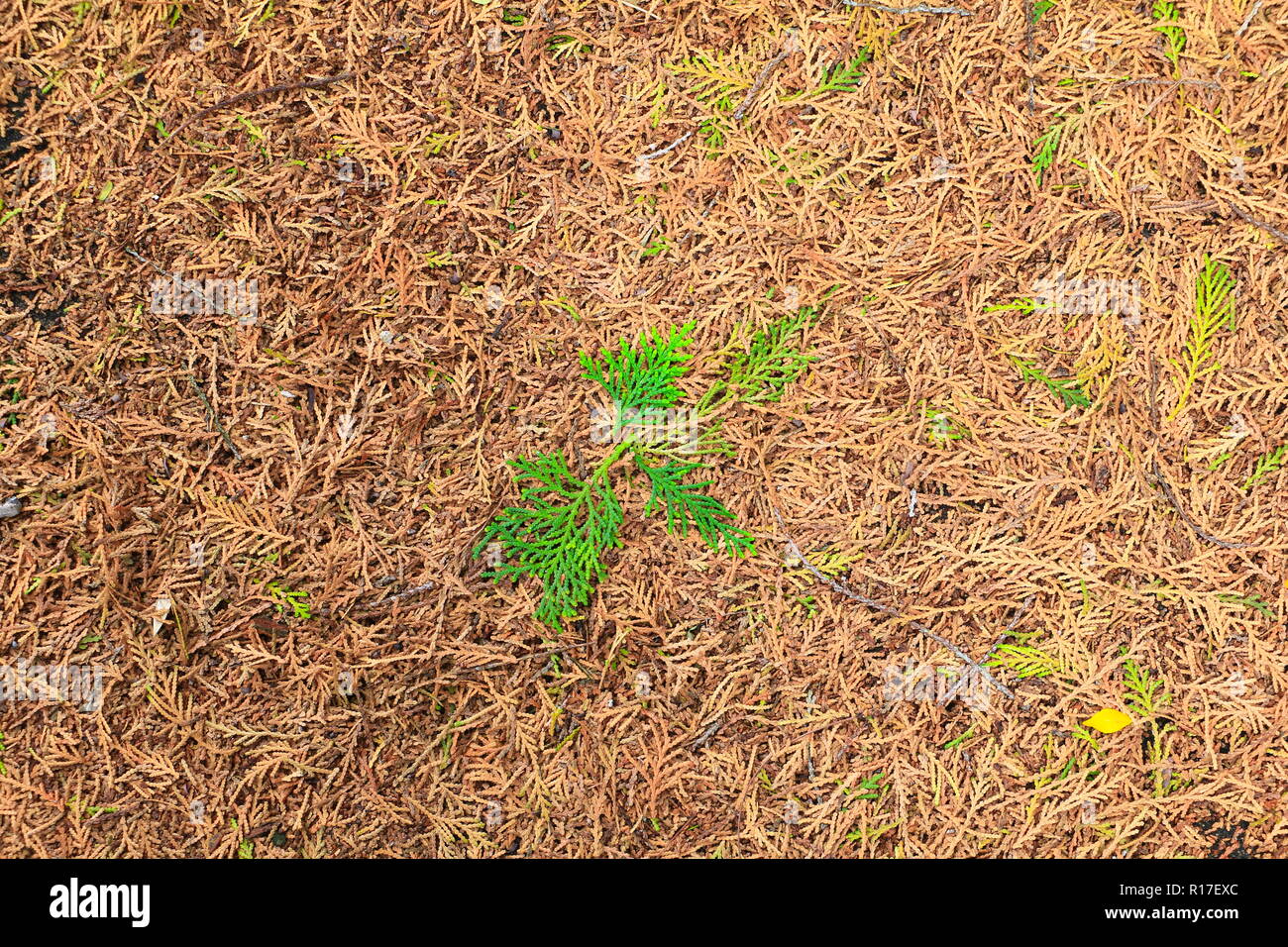 leaves dry and green leaf for background Stock Photo - Alamy