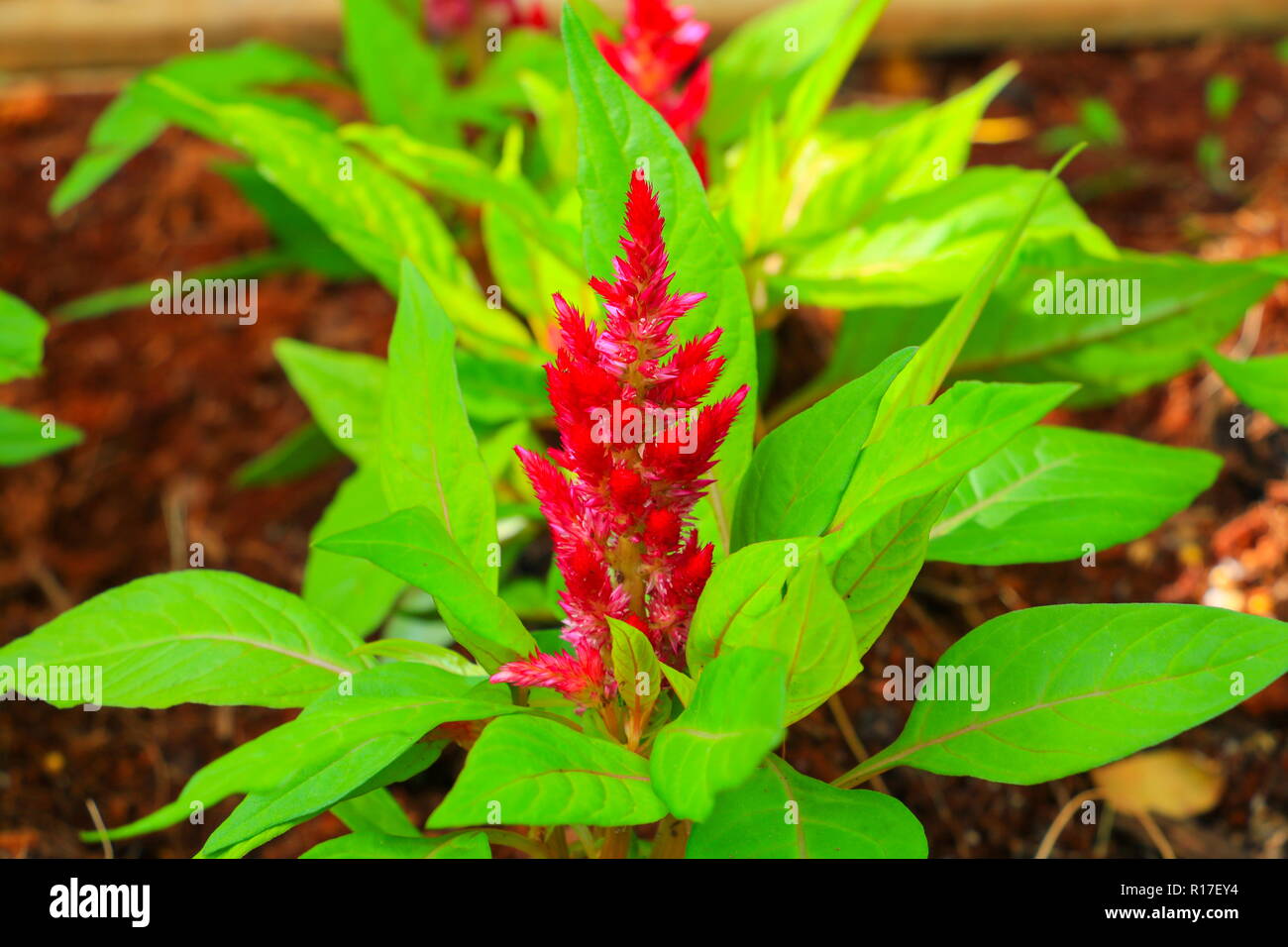 flower plumed cockscomb red or Celosia argentea beautiful in the garden ...