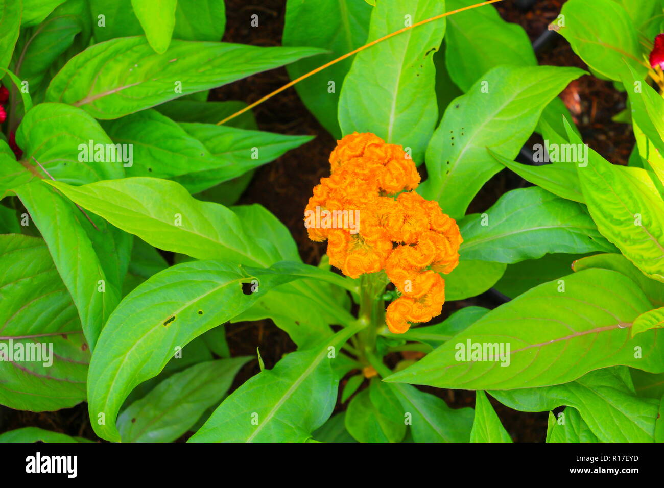 flower plumed cockscomb yellow or Celosia argentea beautiful in the ...