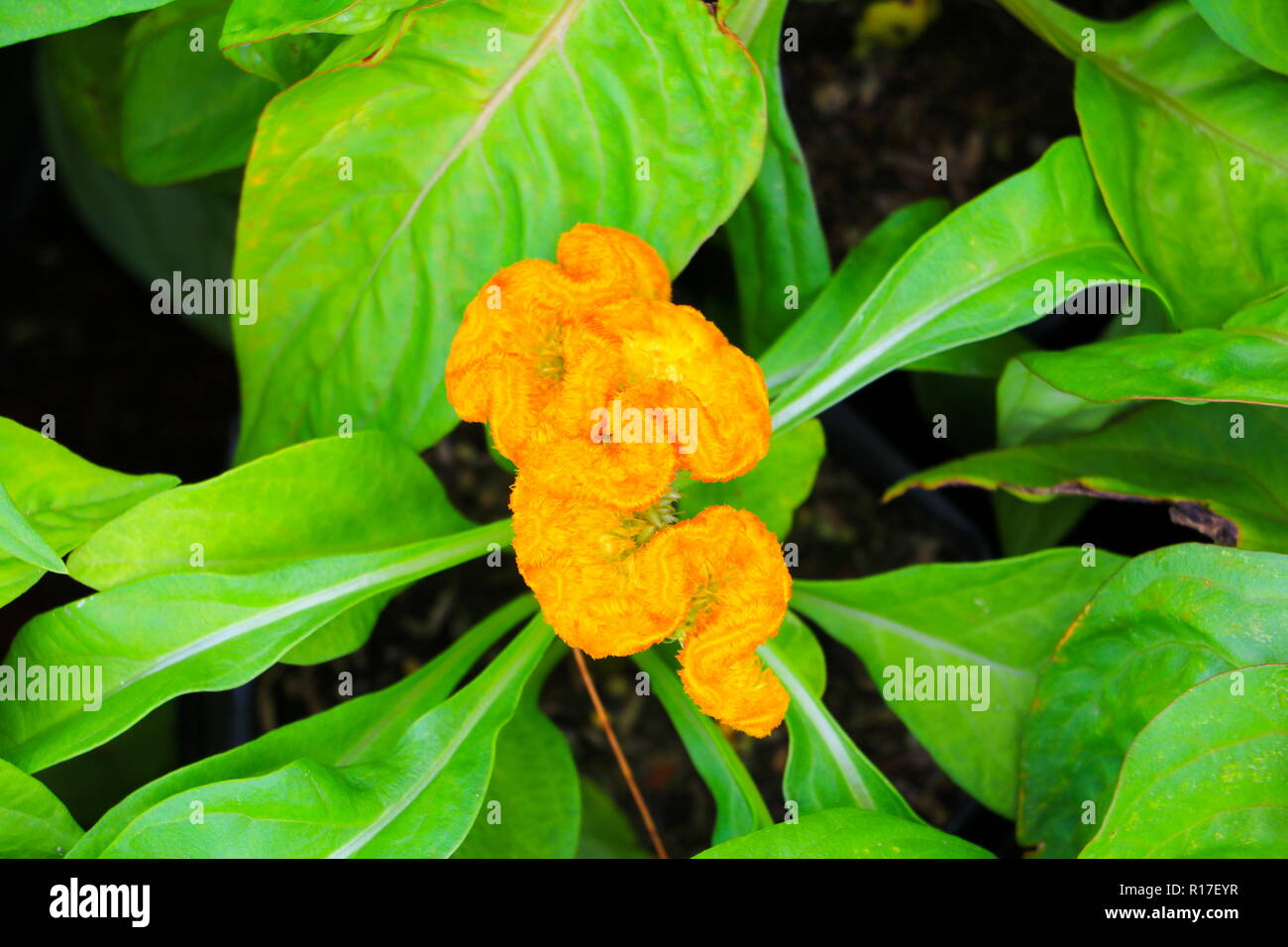 flower plumed cockscomb yellow or Celosia argentea beautiful in the ...