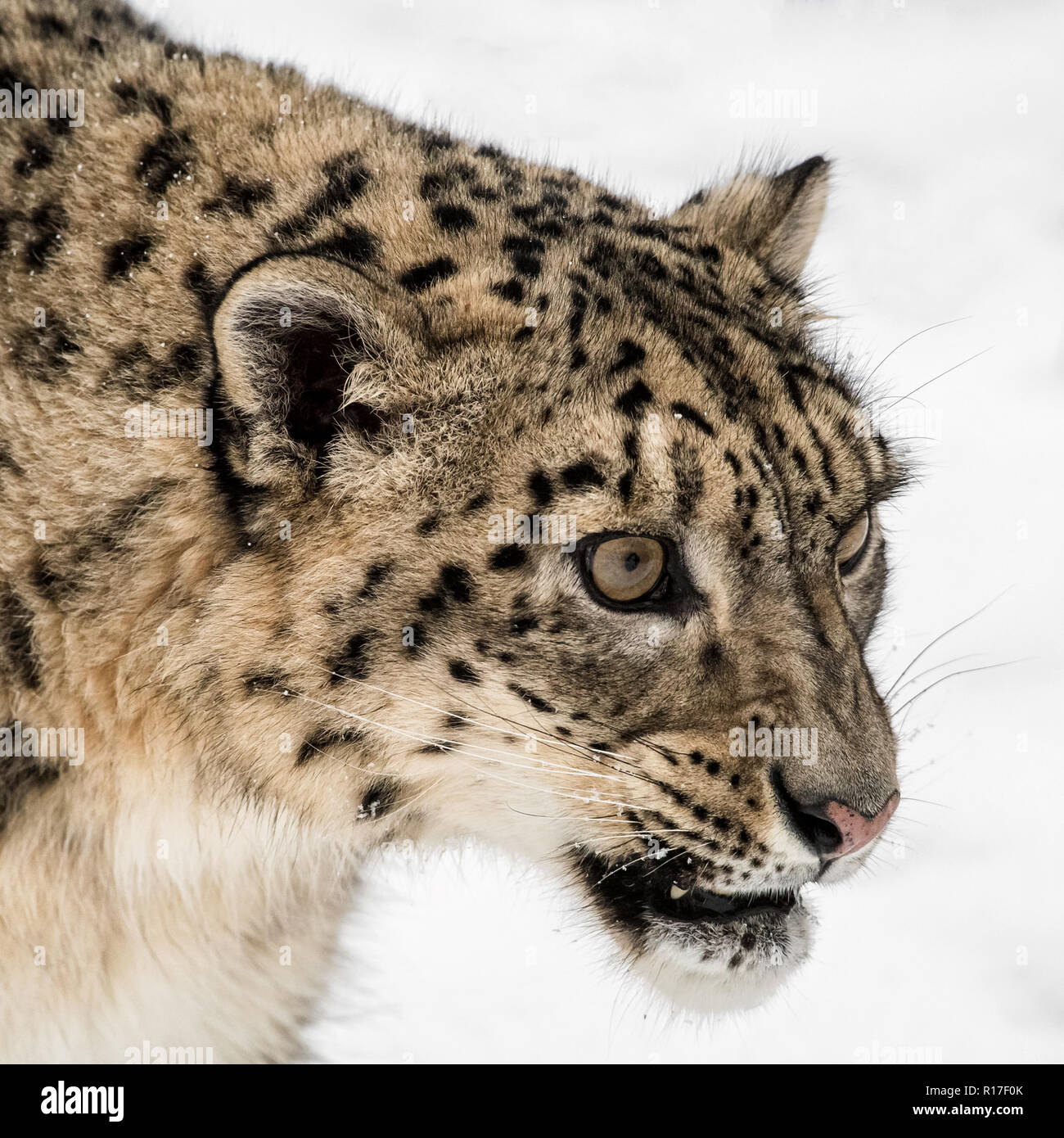 Portrait of Snow Leopard on Isolated White Background Stock Photo - Alamy