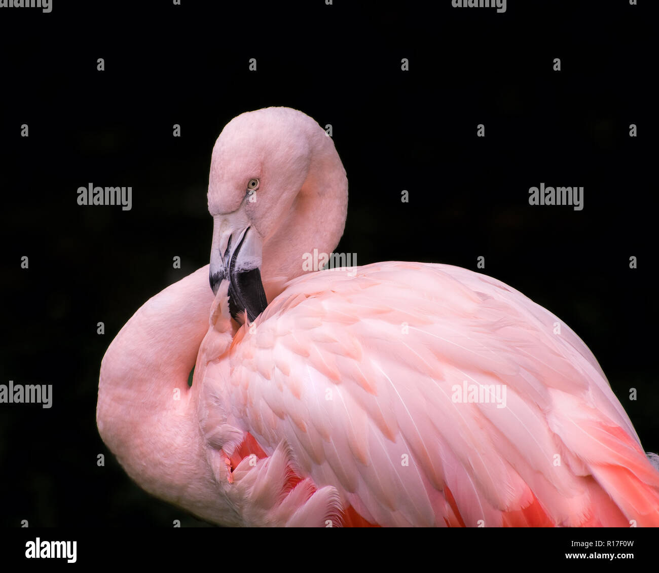 Isolated flamingo feather hi-res stock photography and images - Alamy
