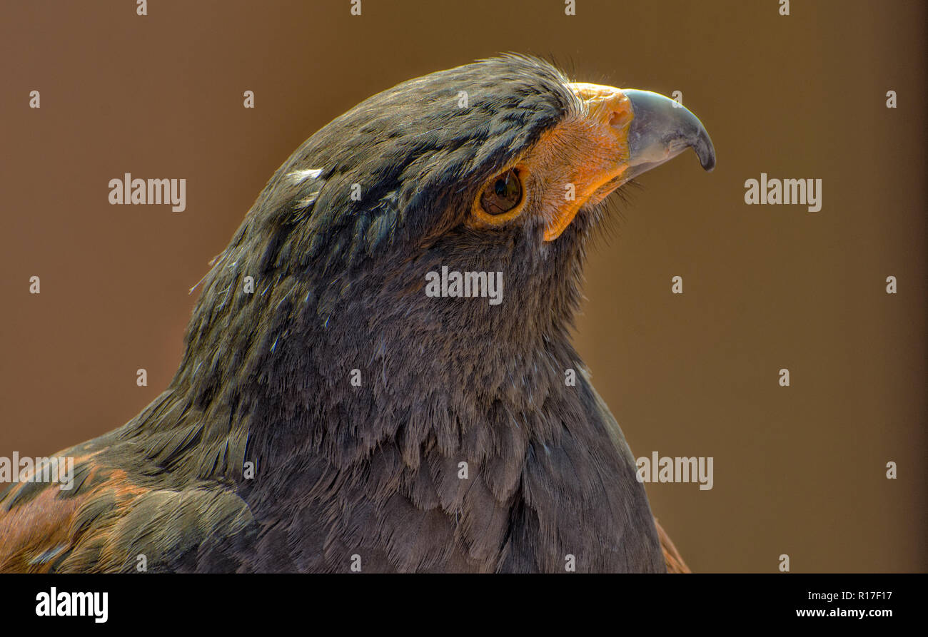 Isolated hawk hi-res stock photography and images - Alamy