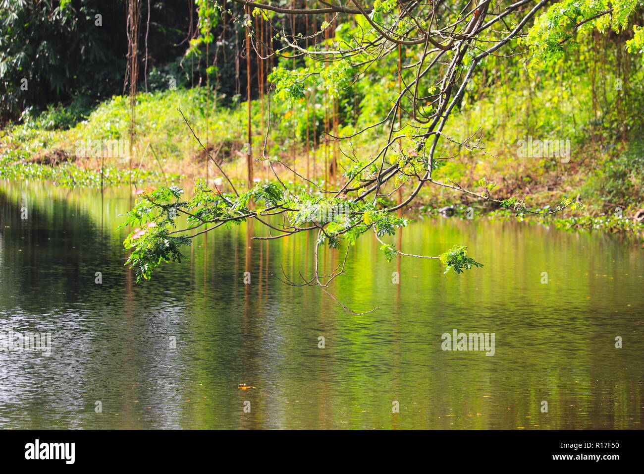 branch and leaf of tree with river reflect beautiful in the forest ...