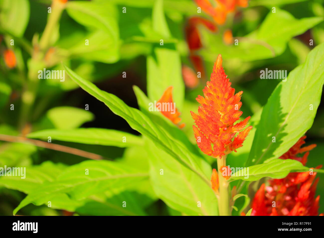 orange plumed cockscomb flower or Celosia argentea beautiful in the ...