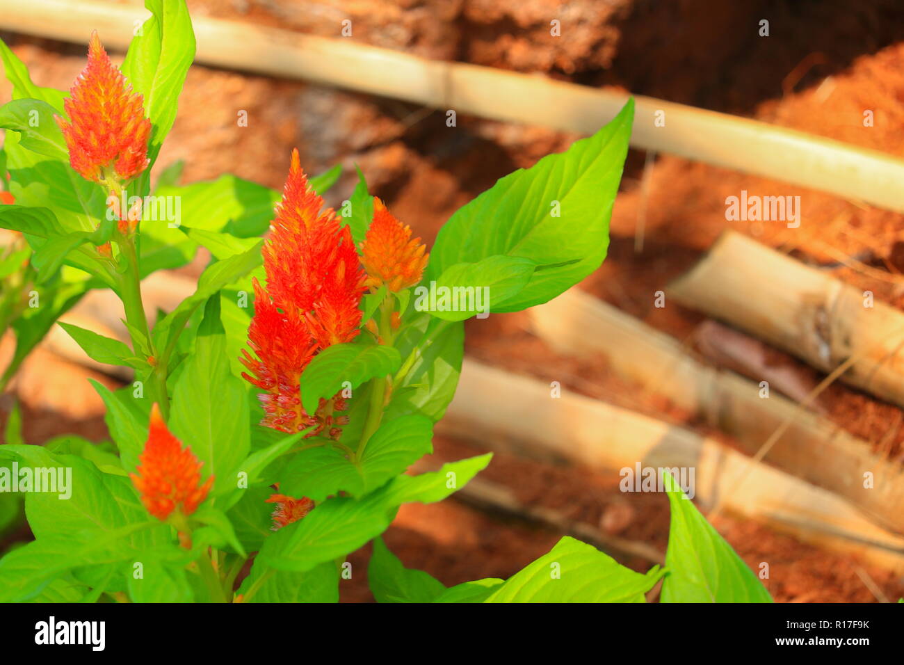 red plumed cockscomb flower or Celosia argentea beautiful in the garden ...