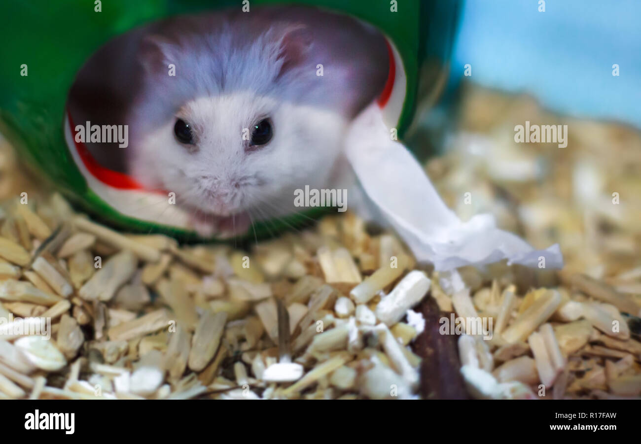 Cute Exotic Winter White Dwarf Hamster looking straight face out from ...