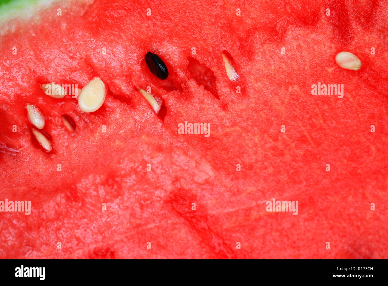 Watermelon Inside Texture