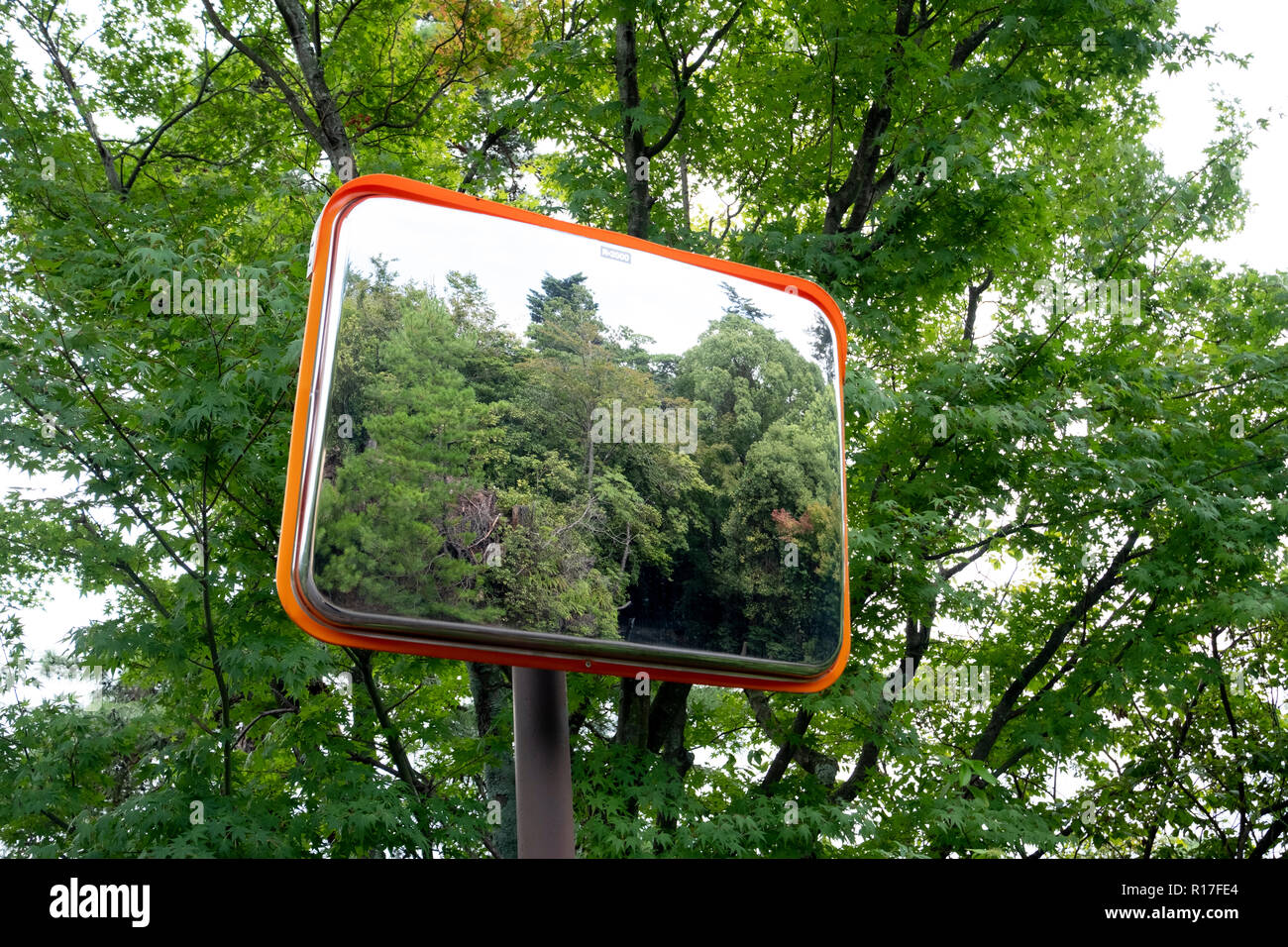 Japanese bay tree hi-res stock photography and images - Alamy