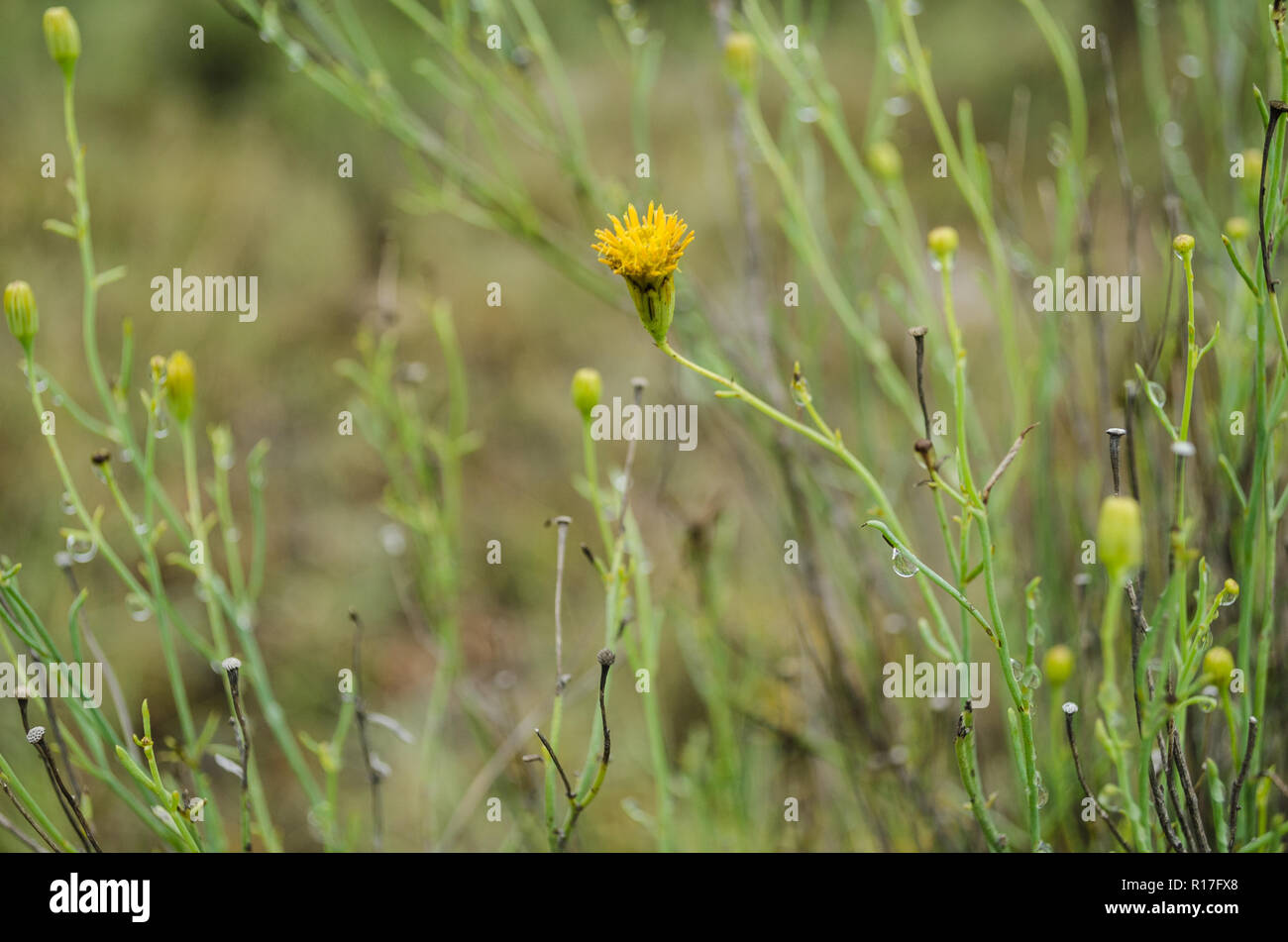 group of small yellow orchids, pattern of beautiful yellow orchids ...