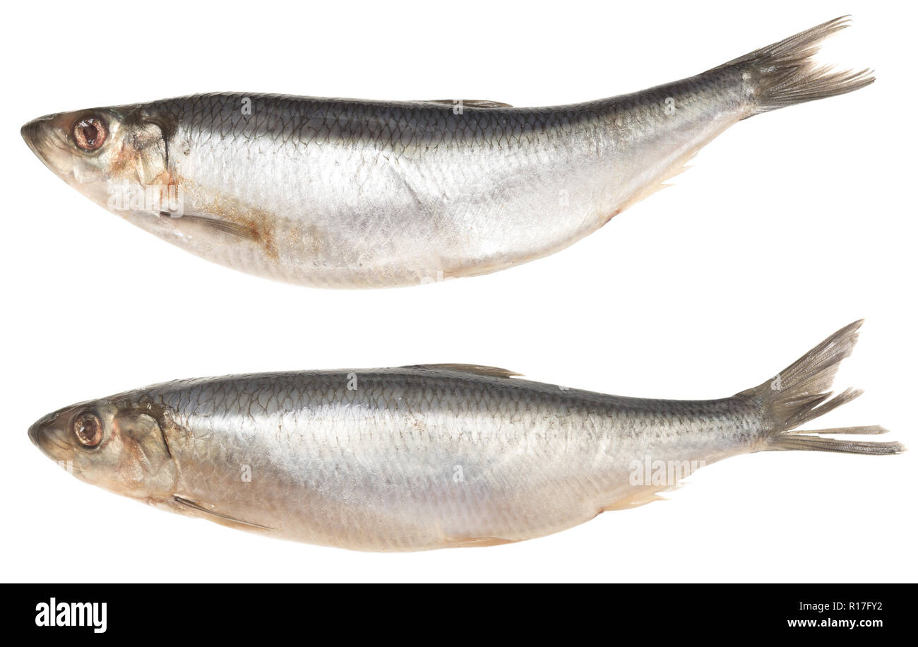 Whole herring hi-res stock photography and images - Alamy