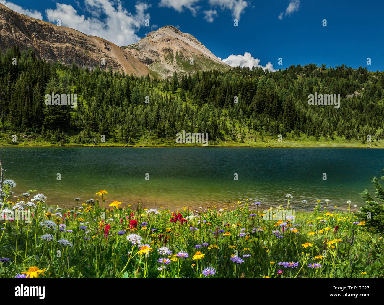 Sunshine meadows banff wildflowers hi-res stock photography and images ...
