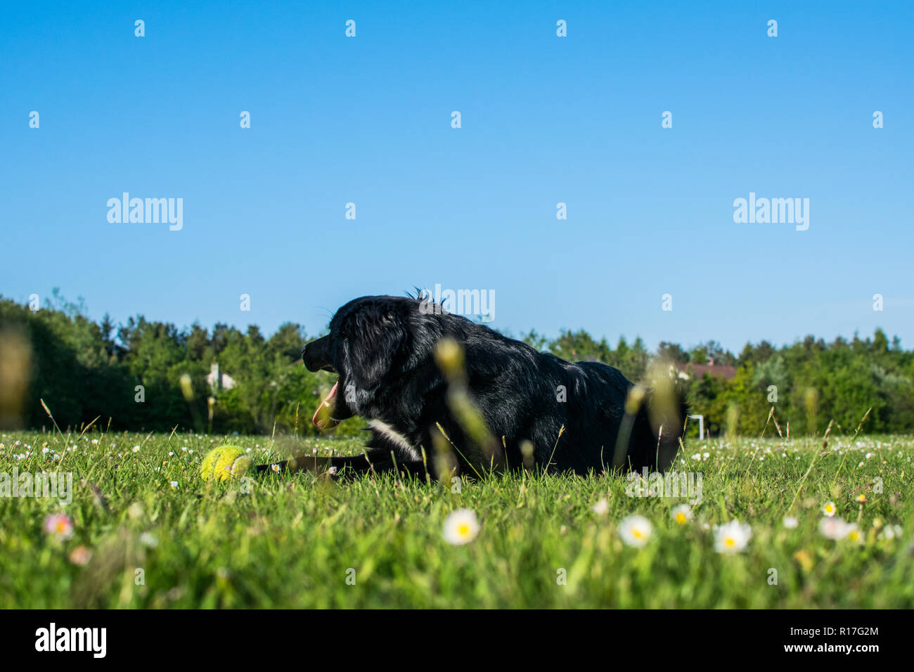 dog lazing in the sunshine after a hard run Stock Photo - Alamy