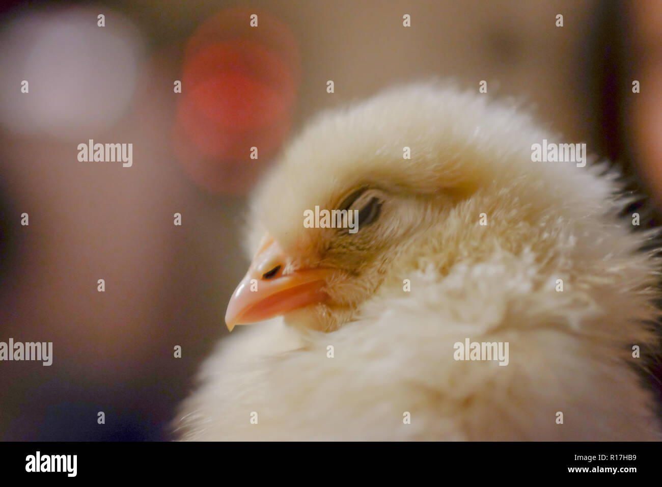 Live brown chicken close up hi-res stock photography and images - Alamy