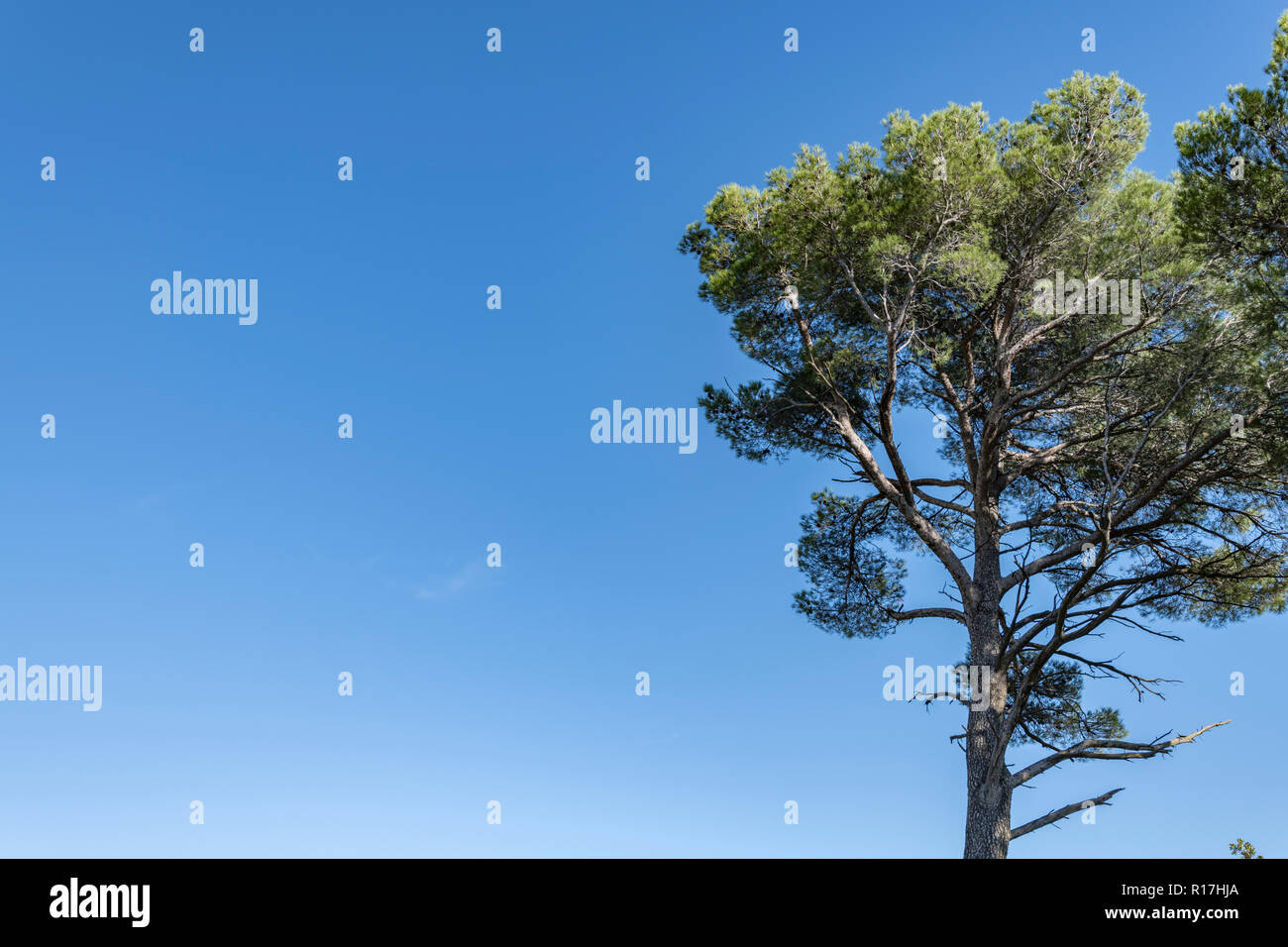 Pine Tree and blue sky with large copy space on the left of the ...