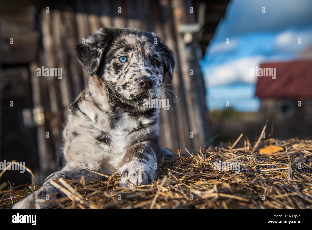 Cute Labrador puppy dog with different color eyes Stock Photo - Alamy