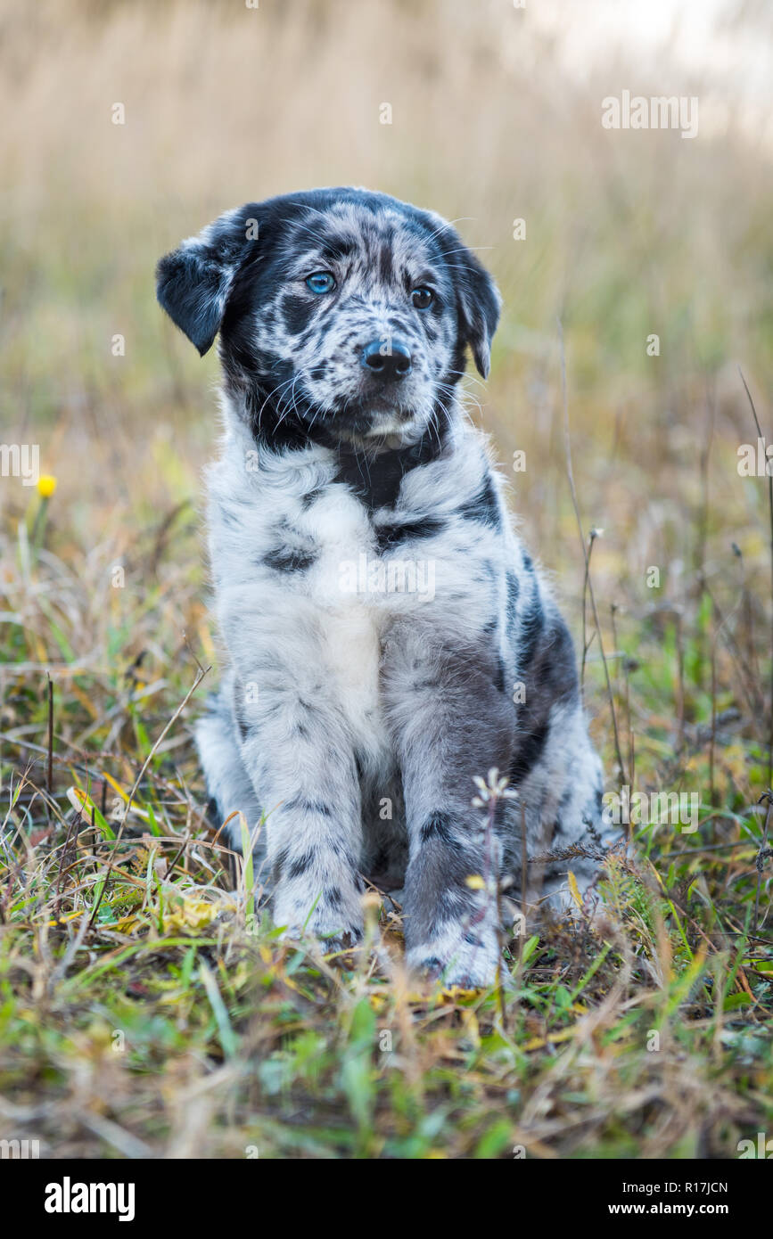 Cute Labrador puppy dog with different color eyes Stock Photo - Alamy