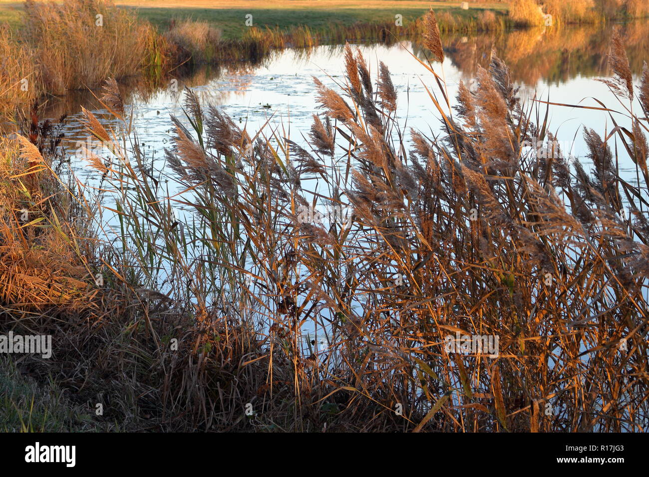 Reeds and rushes hi-res stock photography and images - Alamy
