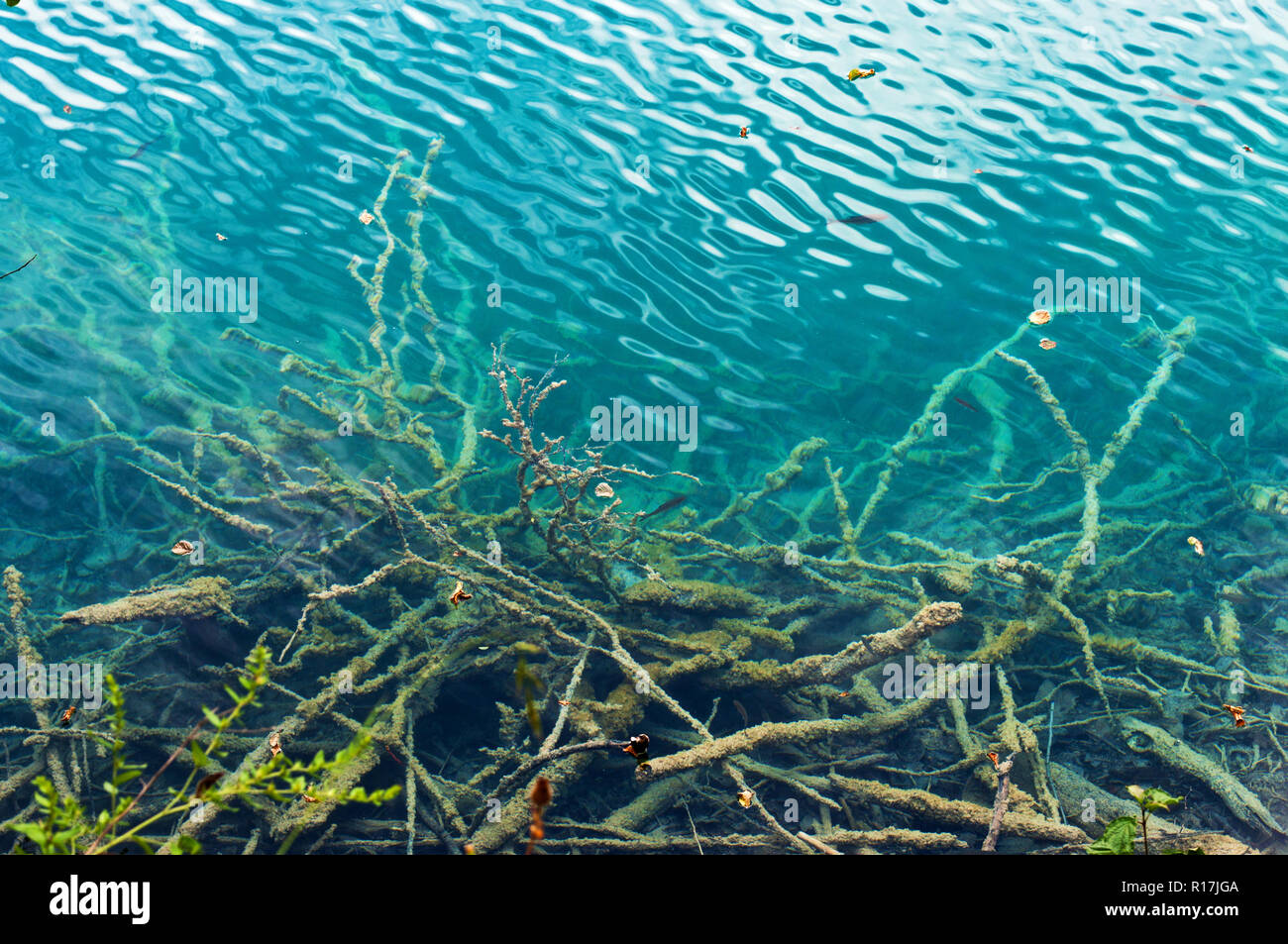 Branches covered in moss and silt lying on the bottom of the lake in ...