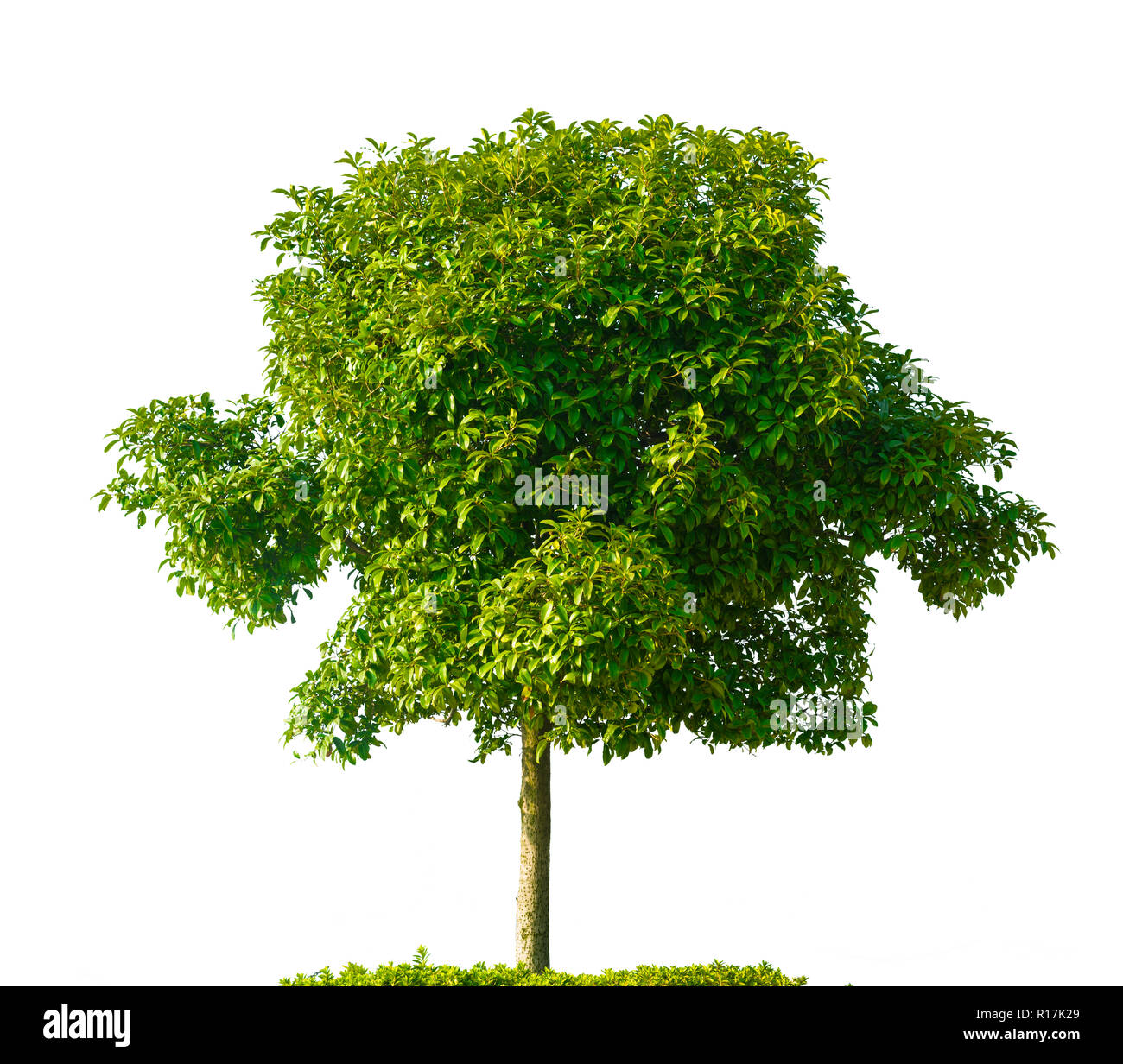 One tall tree hi-res stock photography and images - Alamy