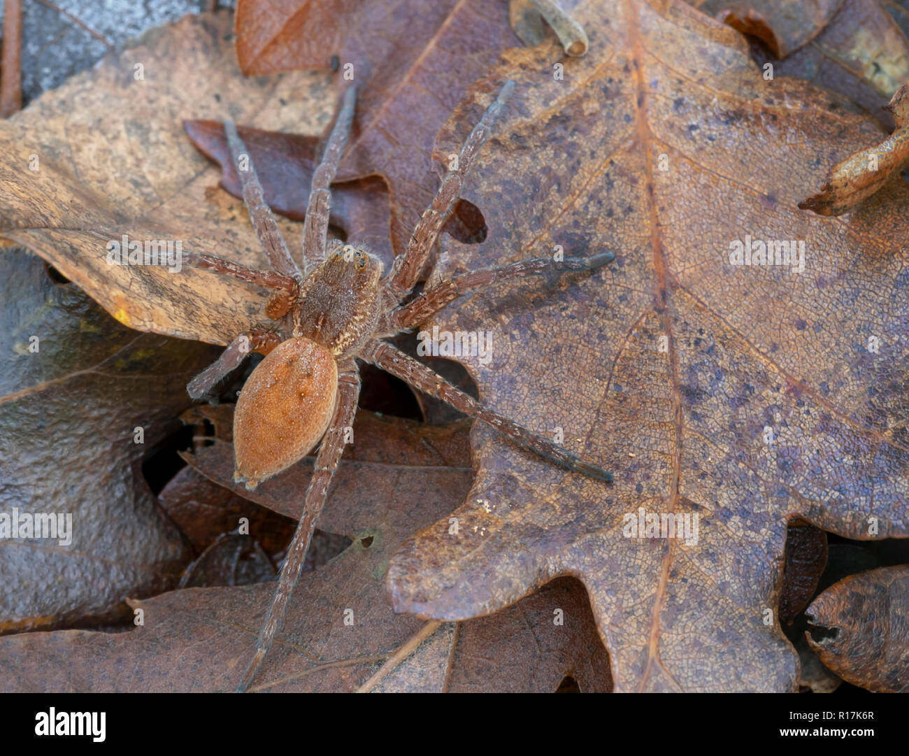 Fishing spider fishing hi-res stock photography and images - Alamy