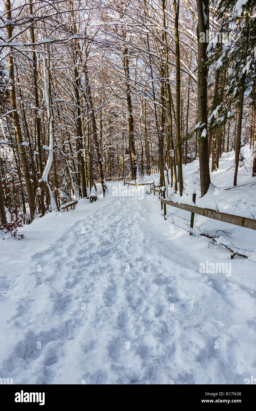 forest path in winter with snow Stock Photo - Alamy